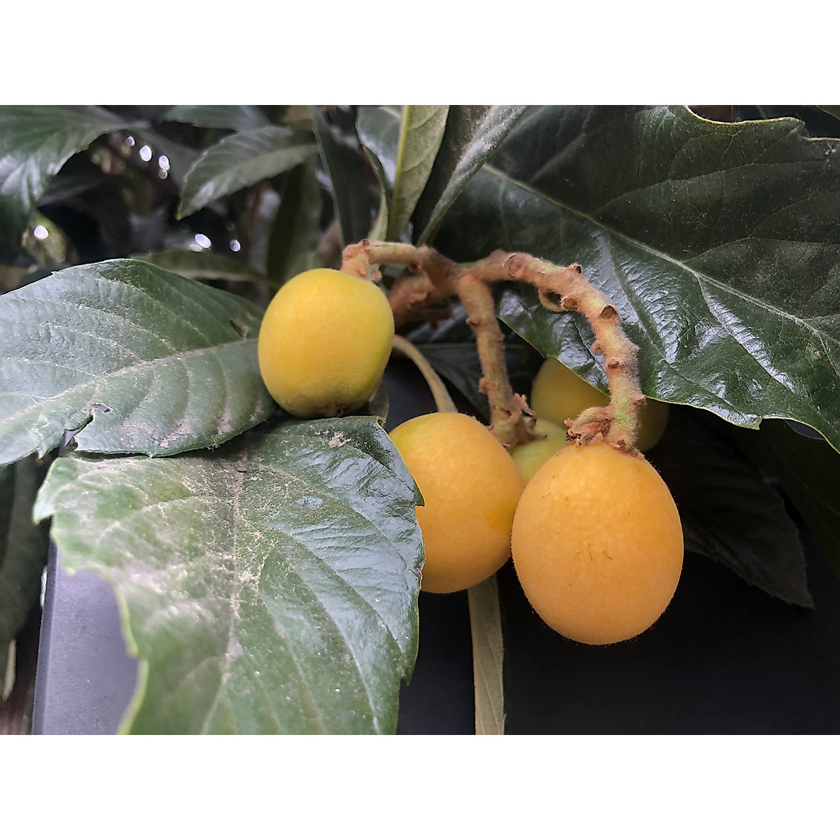 2 Packages of Loquat Fruit Eriobotrya Japonica Seeds - 5 Seeds Per Package