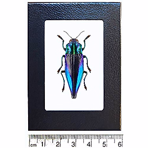BicBugs Cyphogastra calepyga Blue Violet buprestid Beetle Indonesia Framed