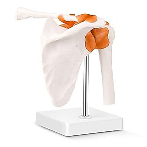 LYOU Human Shoulder Joint Model, Life Size Flexible Anatomically Accurate Shoulder Skeleton Model with Functional Ligaments and Removable Base