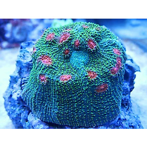 Olympus X-560WP - Digital camera - compact - 10.0 Mpix - optical zoom: 3 x - supported memory: xD, microSD - green