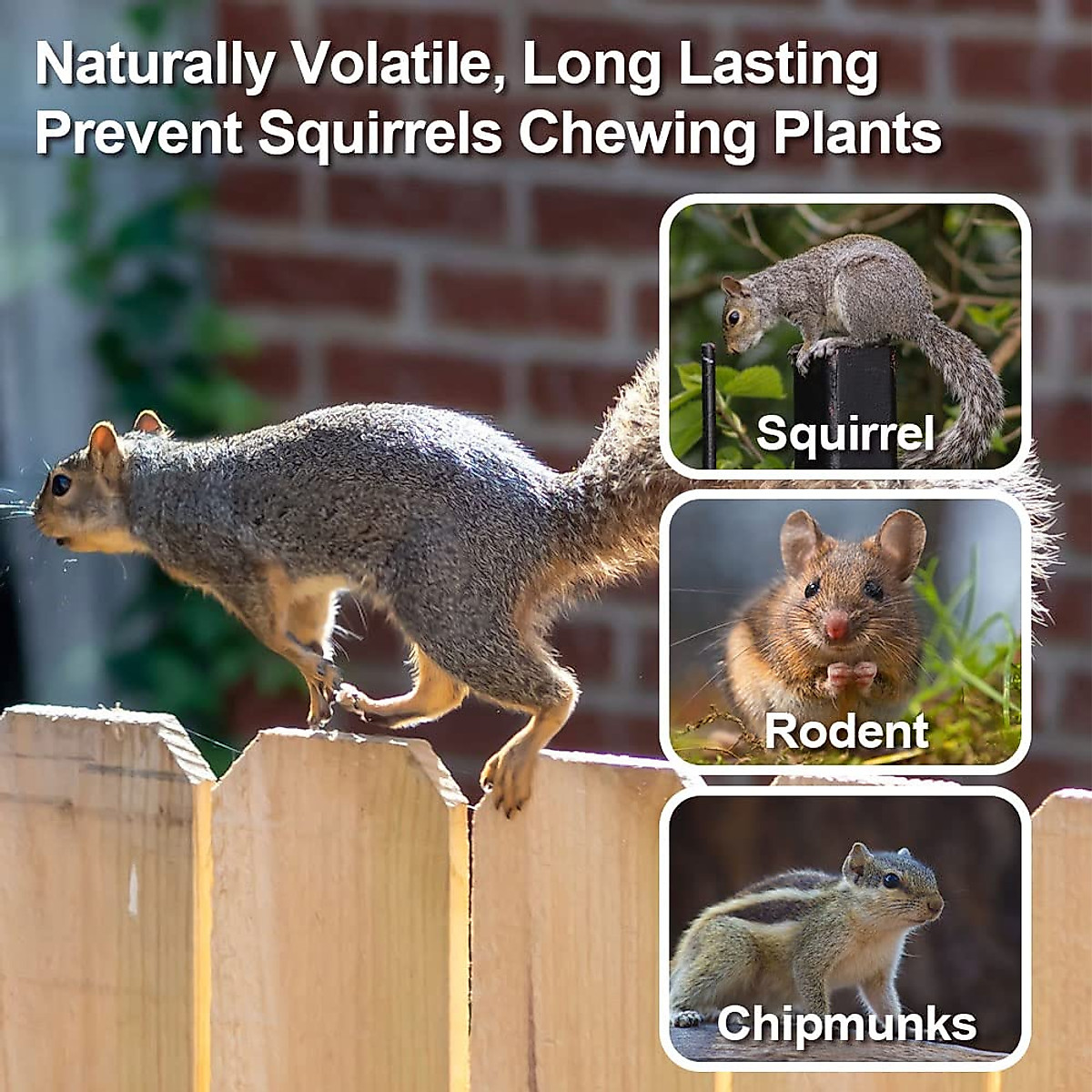 RJNKUU Squirrel Repellent Outdoor,Garden Squirrel Deterrent, Chipmunk Repellent Outdoor,Keep Squirrels Out of Flower Pots, Squirrel Repellent for Attic,Powerful Repel Squirrel-10Packs, Orange