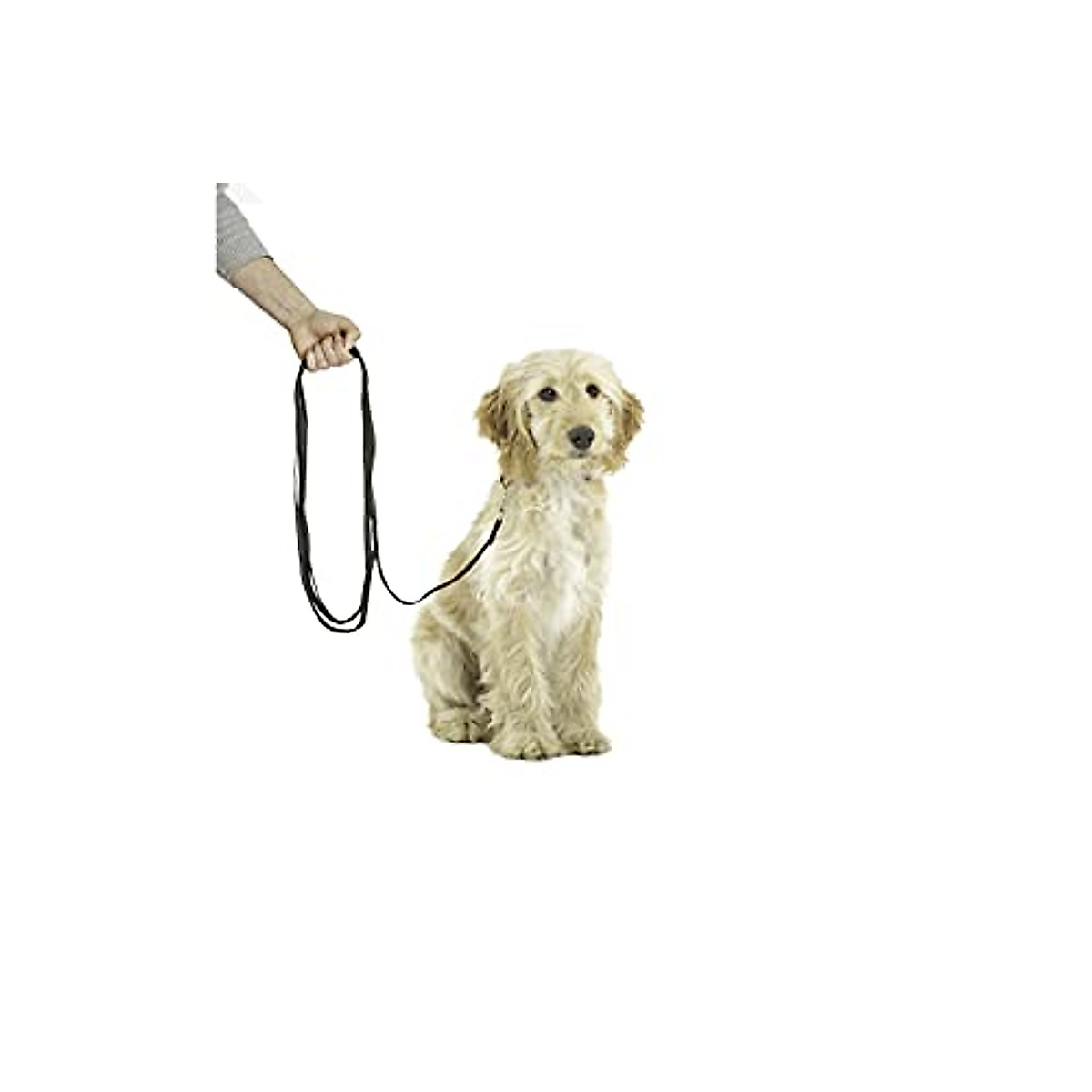 COA Puppy Training Line