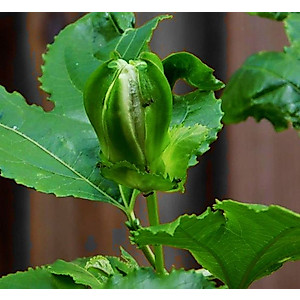 99roadsgarden Passion Flower Seeds Mixed Color 50+ Passion Fruit Seeds - Vine Perennial Flower Seeds