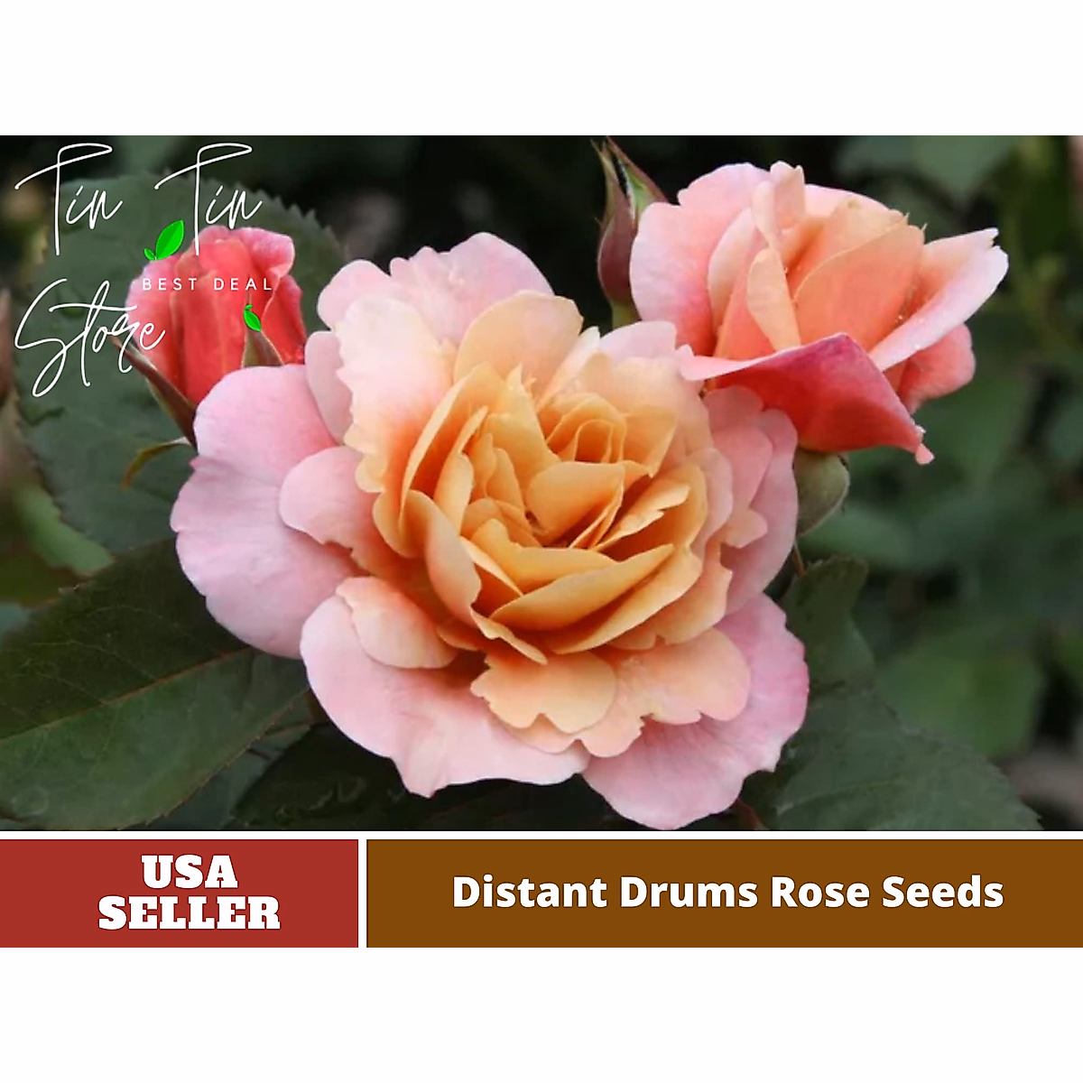 30 Rare Seeds-Distant Drums Hardy Rose Seeds-#1034-Authentic Seeds-Flowers--Rose Seeds-Herb Seeds-Vegetable Seeds-Mix Seeds for Plant-B3G1