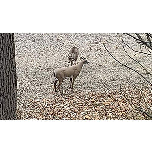 Flambeau Outdoors 5965MS Boss Buck - Masters Series Deer Decoy