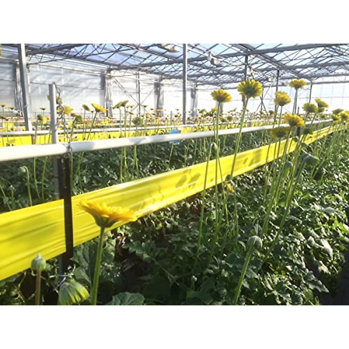 Giant Yellow Sticky Traps - Fly Tape Roll, 15cm x 100m - Bug Sticky Trap for Flying Insects, Aphids, Fruit Fly, Gnats, Barn Fly, Lantern Fly | Tape Sticky Roll Outdoor | Indoor | Hanging