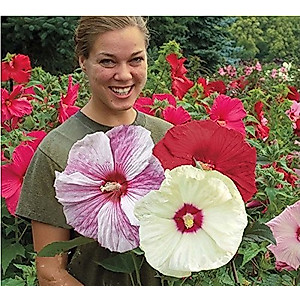 100 Giant Hibiscus Flower Seeds Hardy,Mix Color, DIY Home Garden Potted or Yard Flower Plant,