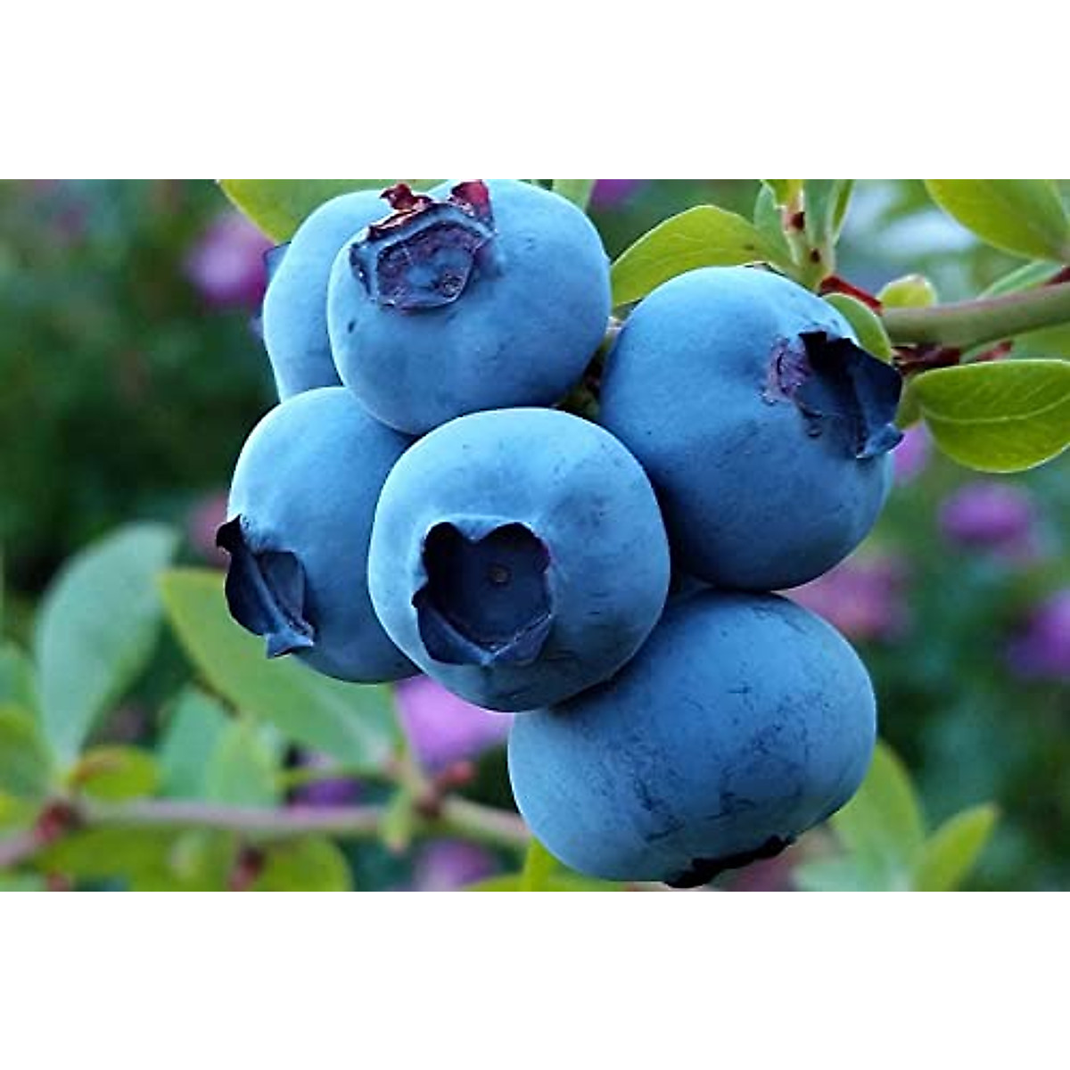 Plantooo 300+ Blueberry Seeds for Planting - Non-GMO - Organic Friut Blueberry Bush Seeds to Plant Garden/Outdoor/Bonsai