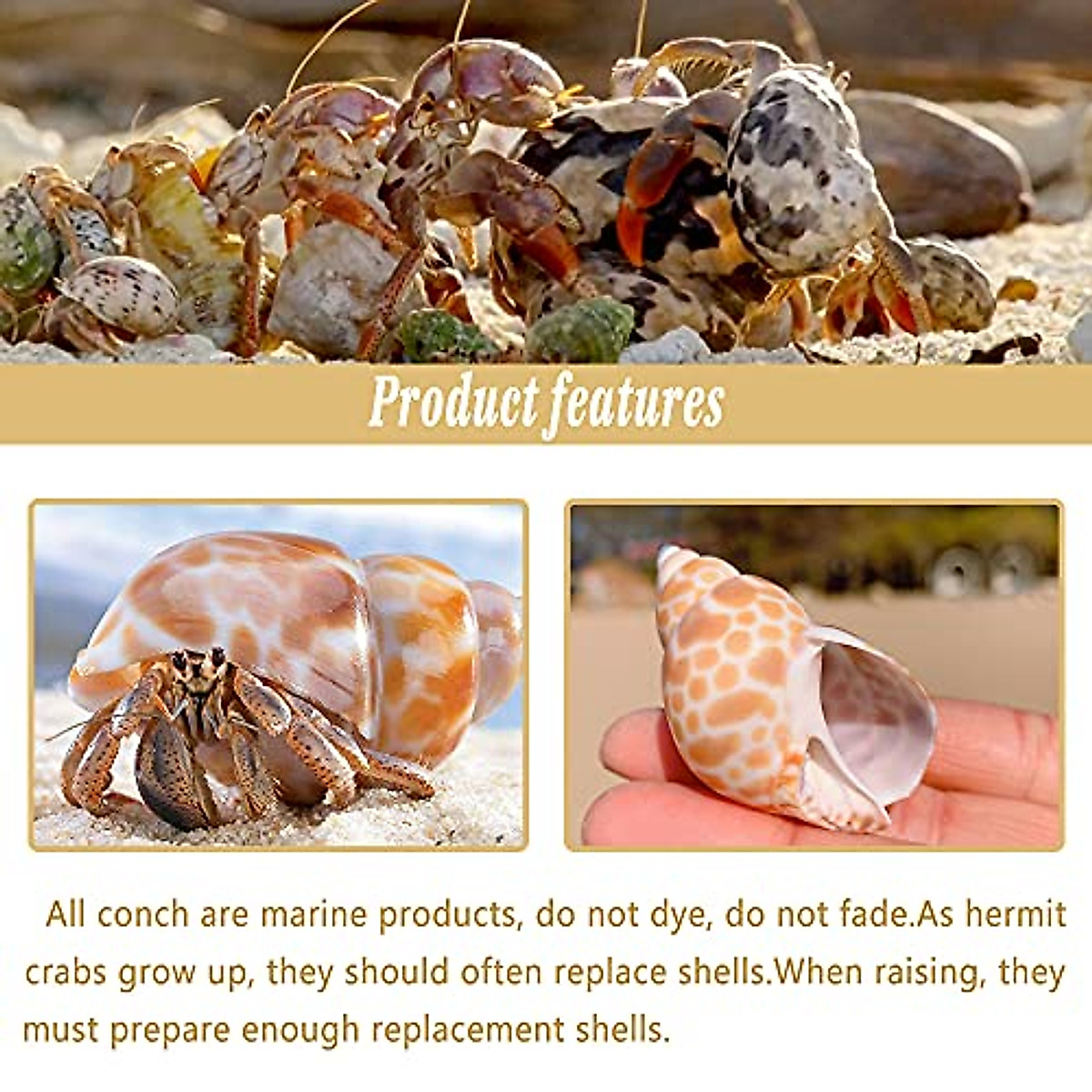 LeonBach 12 Pack Natural Hermit Crab Shells, Different Hermit Crab Supplies Hermit Crab House Crab Shell Ornaments Aquarium Decor Fish Tank Decoration, 1.2" to 3.15"