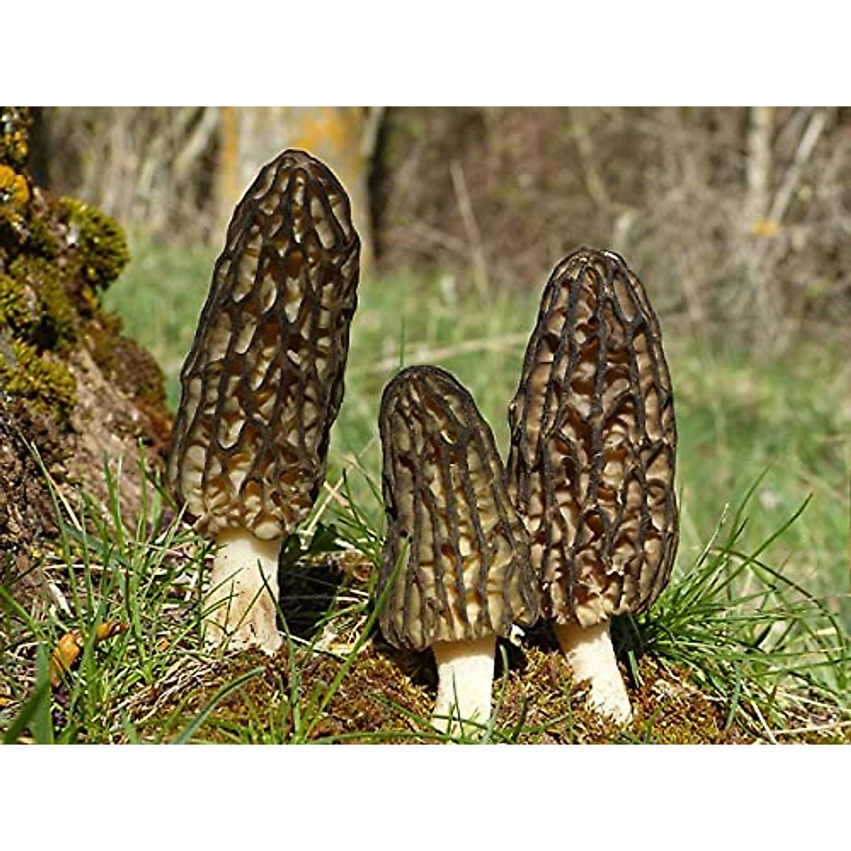 100pcs Seeds Morel Black Mushroom Mycelium Spawn Grow Bonsai Dried Spores for Planting Non GMO