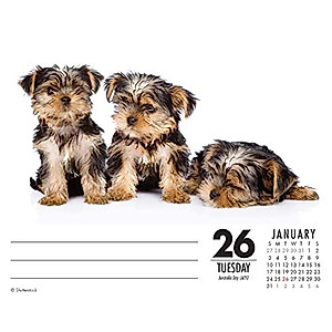 Just Yorkies 2021 Box Calendar (Dog Breed Calendar)