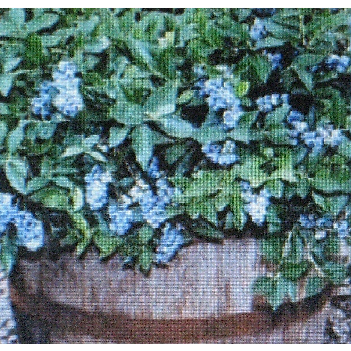 Dwarf - Top Hat - Loads of Fruit - Beautiful in Containers - Bonsai Specimen tyn3sw (100 Seeds)