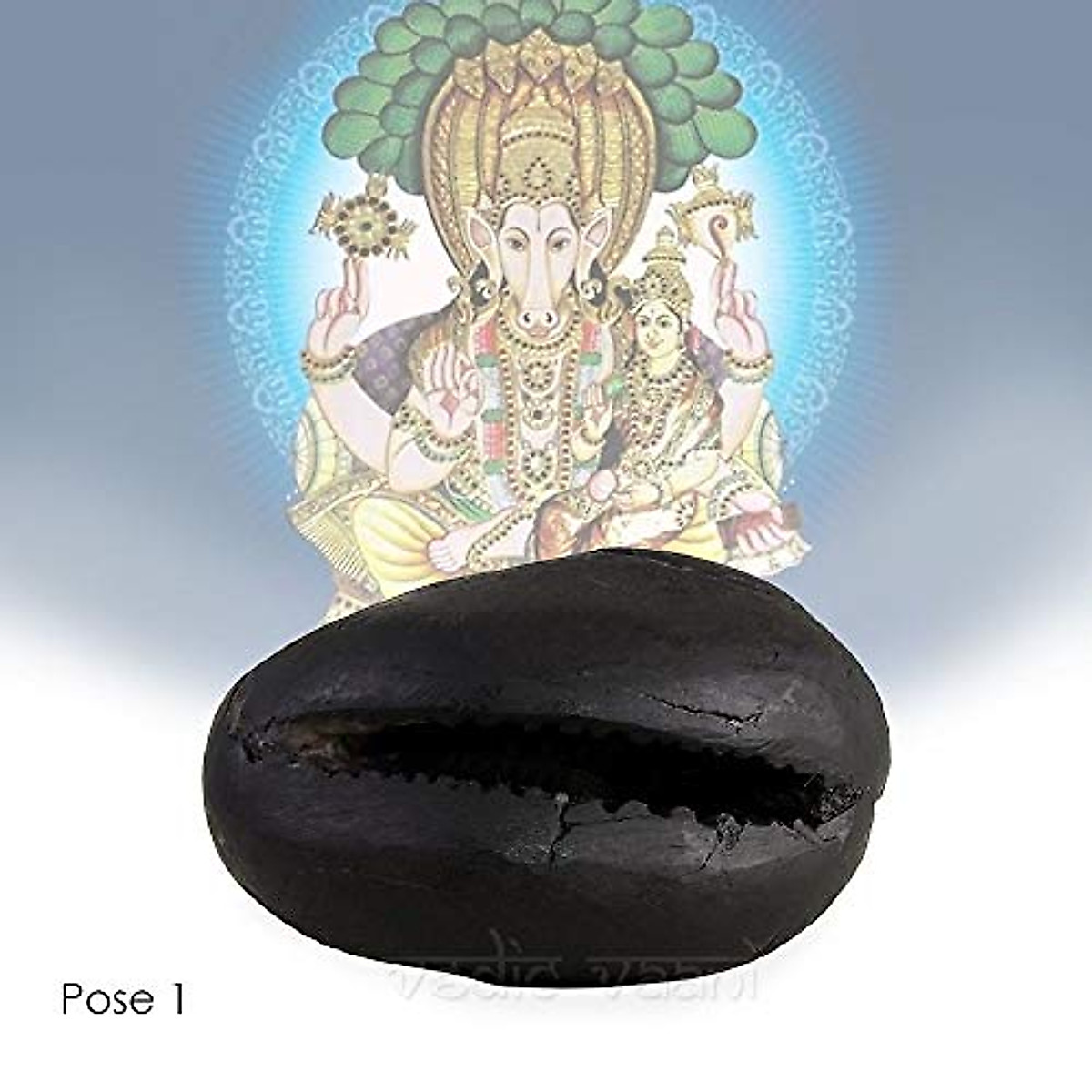 Vedic Vaani Divine Very Rare Hayagriva Vishnu Religious Natural Shaligram Shila/Stone Origin from Nepal Gandaki River, for Bring Wisdom, Prosperity and Success, India