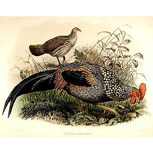 Gallus Sonneratii [Grey Junglefowl]