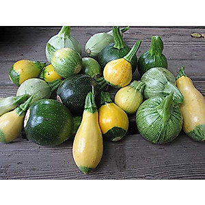 This is a Mix!!! 50+ Zucchini and Squash Mix Seeds 12 Varieties Non-GMO Delicious Grown in USA. Rare Super Profilic