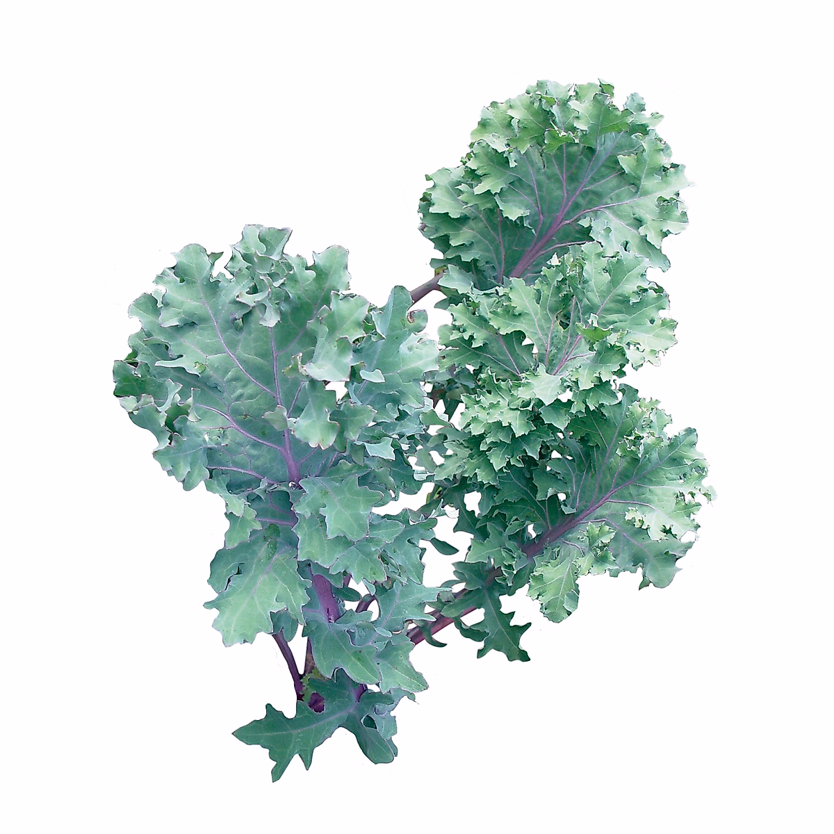 Burpee Red Winter Kale Seeds 345 seeds