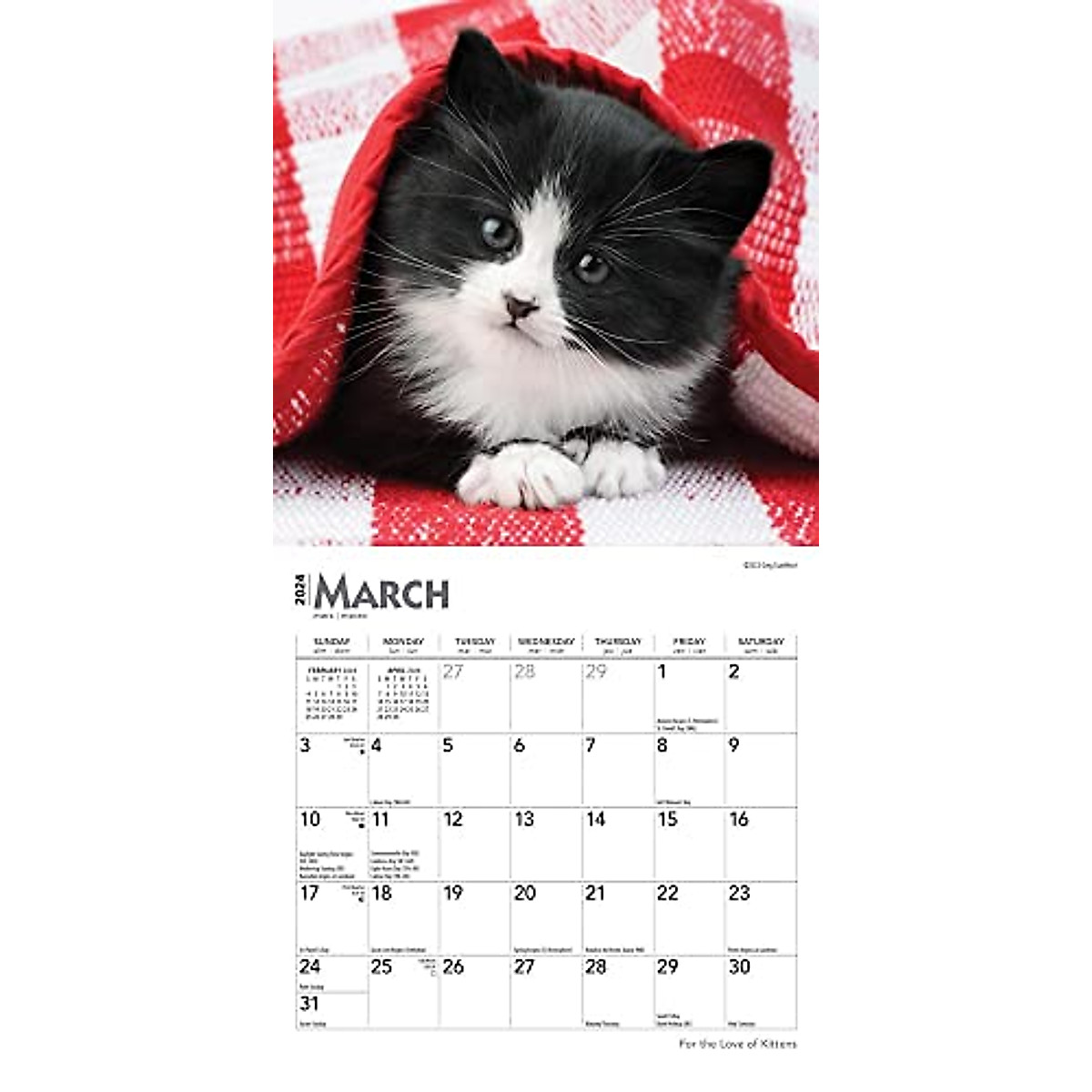 For the Love of Kittens | 2024 7 x 14 Inch Monthly Mini Wall Calendar | BrownTrout | Animals Cats Feline