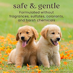 Burt's Bees for Pets Tearless Puppy Shampoo with Buttermilk, 95% Natural Origin Formulas, Shampoo for Puppies - Gentle Dog and Puppy Shampoo Tear Free, Best Puppy Shampoo Tearless, 16 oz