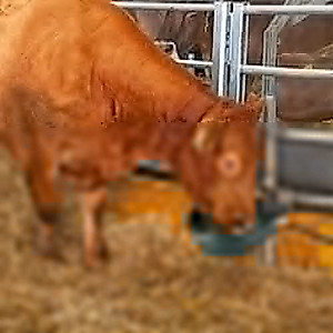 Yosooo Automatic Float Valve Drinking Water Bowl Sheep Dog Chicken Cow Horse Cattle Goat Pig Auto Fill Water Trough for Animal