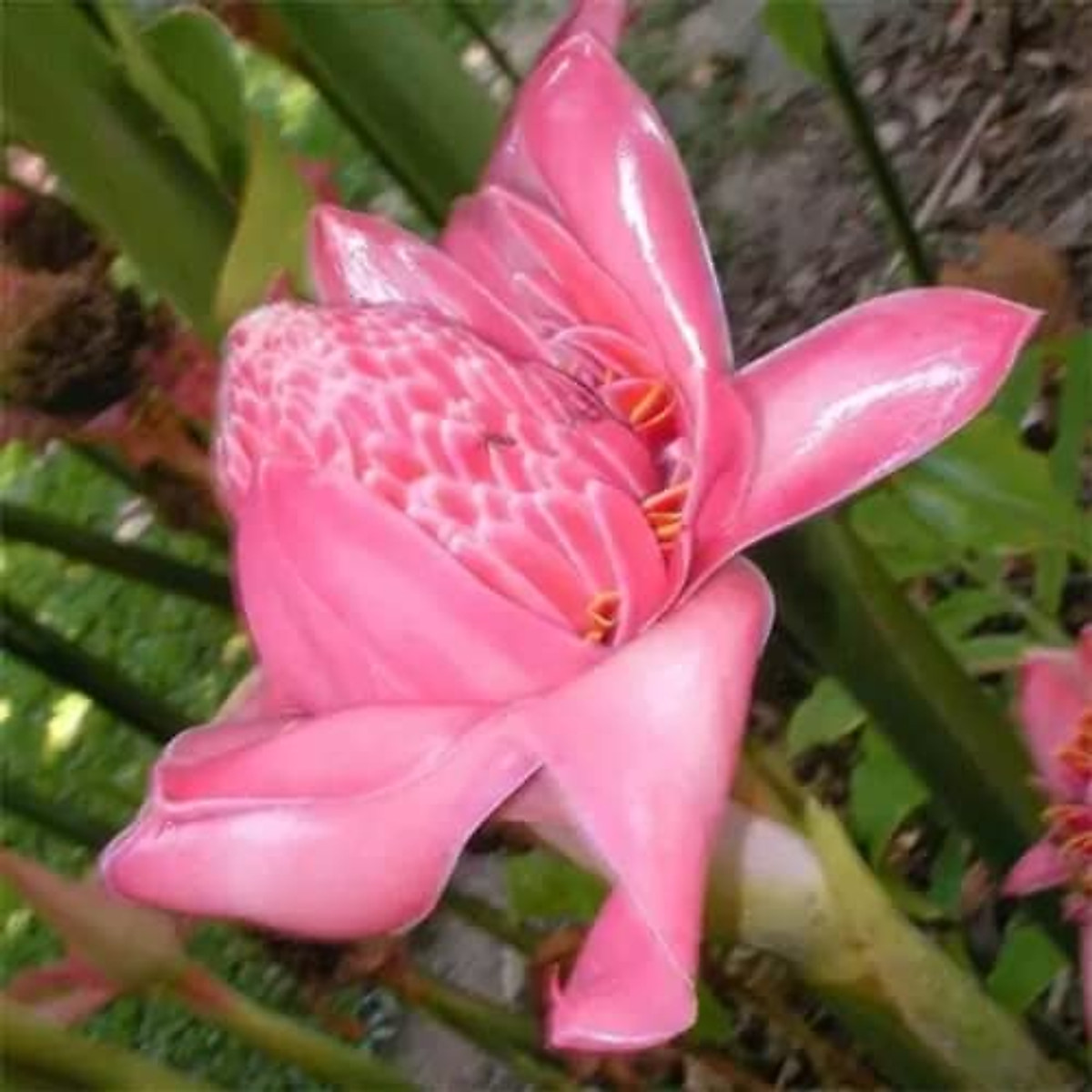 CHUXAY GARDEN 20 Seeds Pink Etlingera Elatior,Torch Ginger,Ginger Flower,Torch Lily,Philippine Wax Flower Seasoning Flowering Plants Excellent Addition to Garden