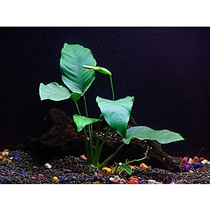 Java Fern and Anubias Bundle