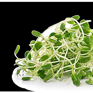 Nature Jims Clover Sprout Seeds – 16 oz Organic Sprouting Seeds – Non-GMO Premium Clover Seeds – Resealable Bag for Longer Freshness – Rich in Vitamins, Minerals, Fiber