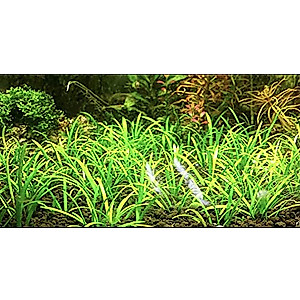 15x Dwarf Sagittaria Subulata Dwarf Sag Live Aquarium Plants Aquatic Carpet Plant Buy 2 GET 1FREE
