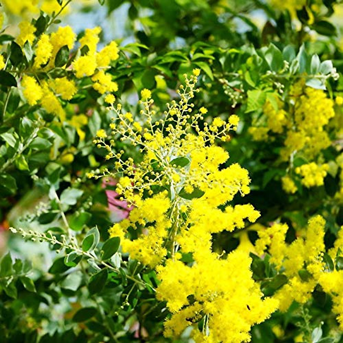 30+ Golden Mimosa Seeds Albizzia Acacia Tree Yellow Wattle Tree Flower