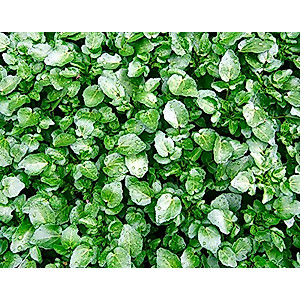 200+ Watercress Seeds Heirloom Non-GMO Delicious Superfood! Easy to Grow! from USA