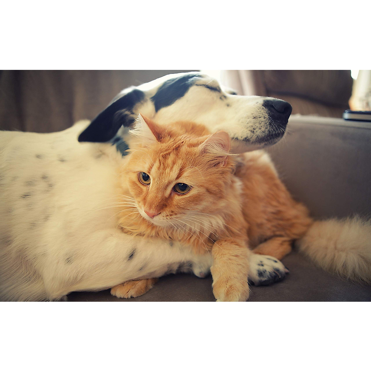 cat Hip and Joint Supplements - Pets Joint Support with Turmeric and MSM - Dogs and Cats - Premium Complex - cat glucosamine chondroitin - 1 Bottle (60 Tablets)