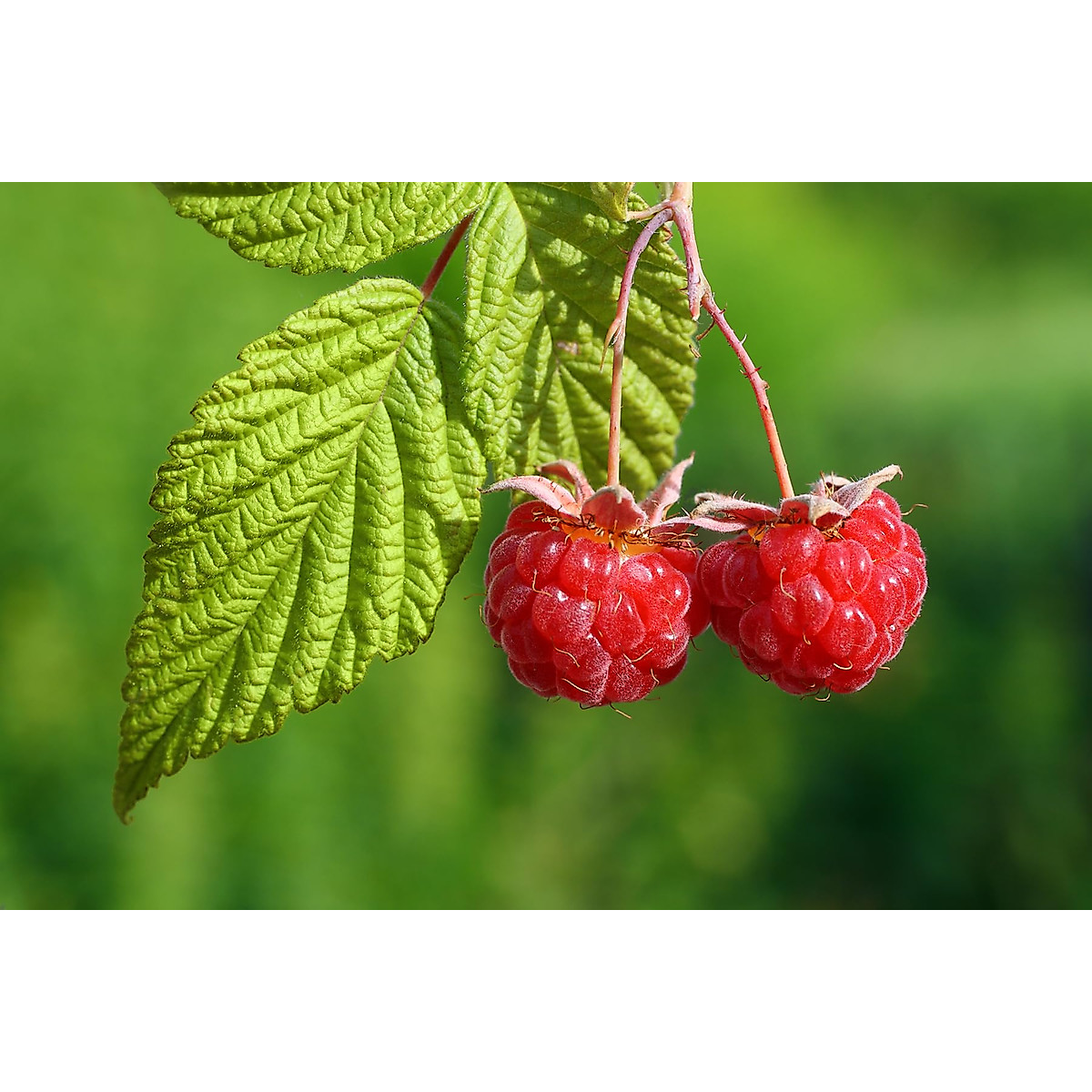 Ladybug Soap Company Rose Garden Natural Solid Perfume (Rose Garden, 0.25 oz tin jar)