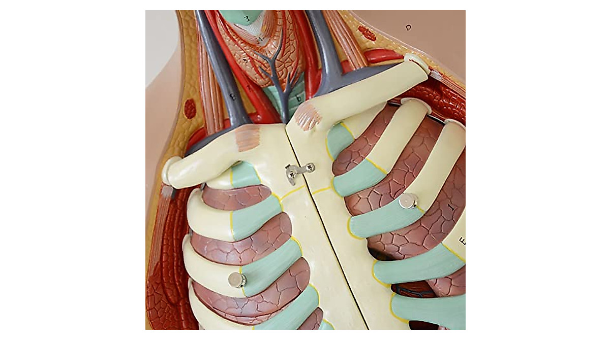 Human Torso Anatomical Model - 85cm Medical Education Tool