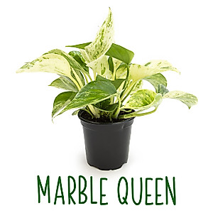 Live Pothos Plants (4PK) Indoor Plants Live Houseplants, Pothos Live Plant House Plants Indoors Live Plants, Money Plant Indoor Pothos Plant Decor, Devils Ivy Trailing Plants Live by Plants for Pets