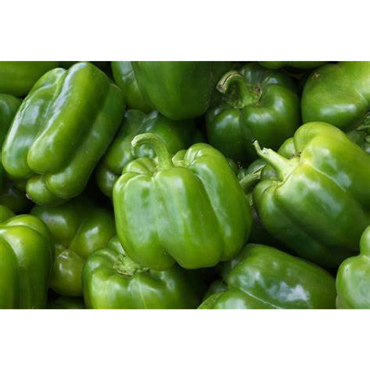 60 Cal Wonder Bell Pepper Seeds for Planting. 1/2 Gram of Seeds Heirloom Non GMO Garden Vegetable Bulk Survival