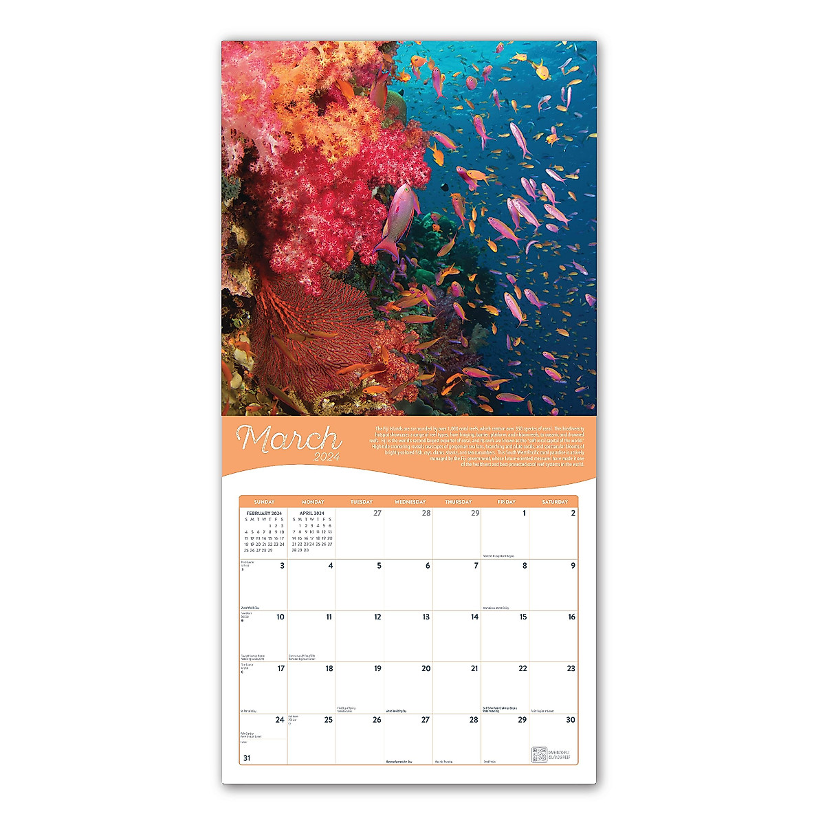 Coral | 2024 Wall Calendar | 12x24 Inch | Marble City Press