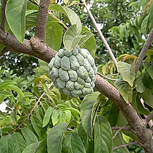 Annona Squamosa Seeds Sugar Apple, Sweetsop Tropical Fruit Tree Sweer & Creamy Fruit Hardy Patio Garden Outdoor 30Pcs Fruit Seeds by YEGAOL Garden