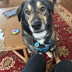 Silent Dog Tag Personalized with 5 Lines of Custom Deep Engraved Durable Soundless Silicone Pet ID Name Tag Hexagon Orange