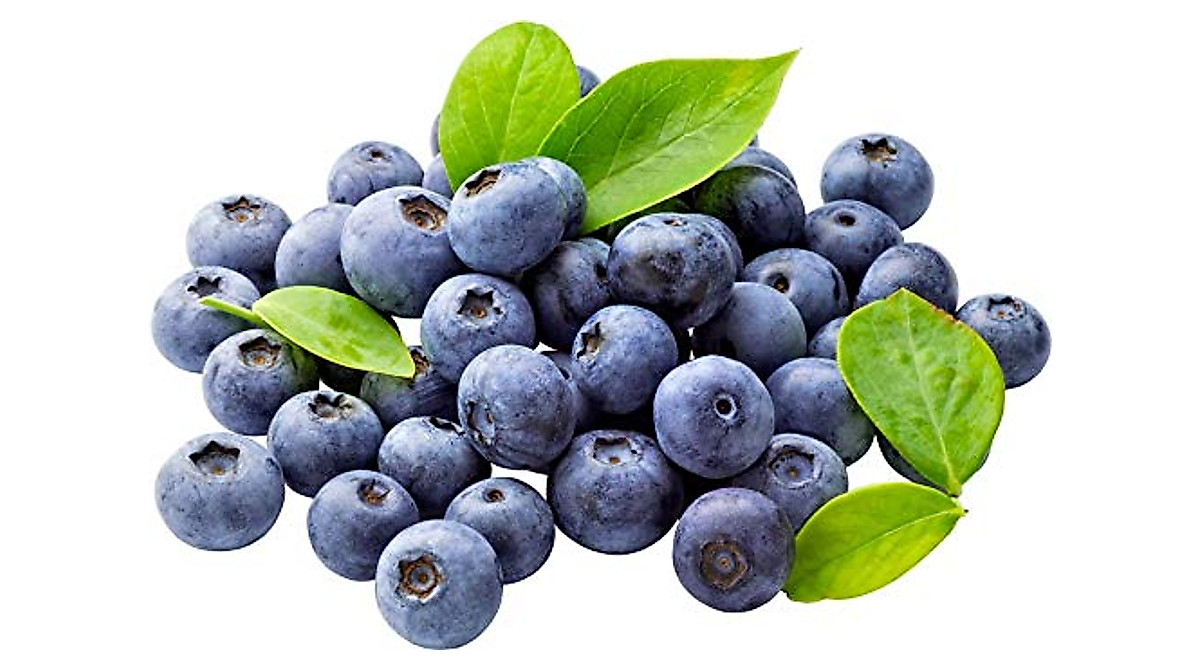 Southern Blueberry Seeds - Organic Blueberries for Home Garden