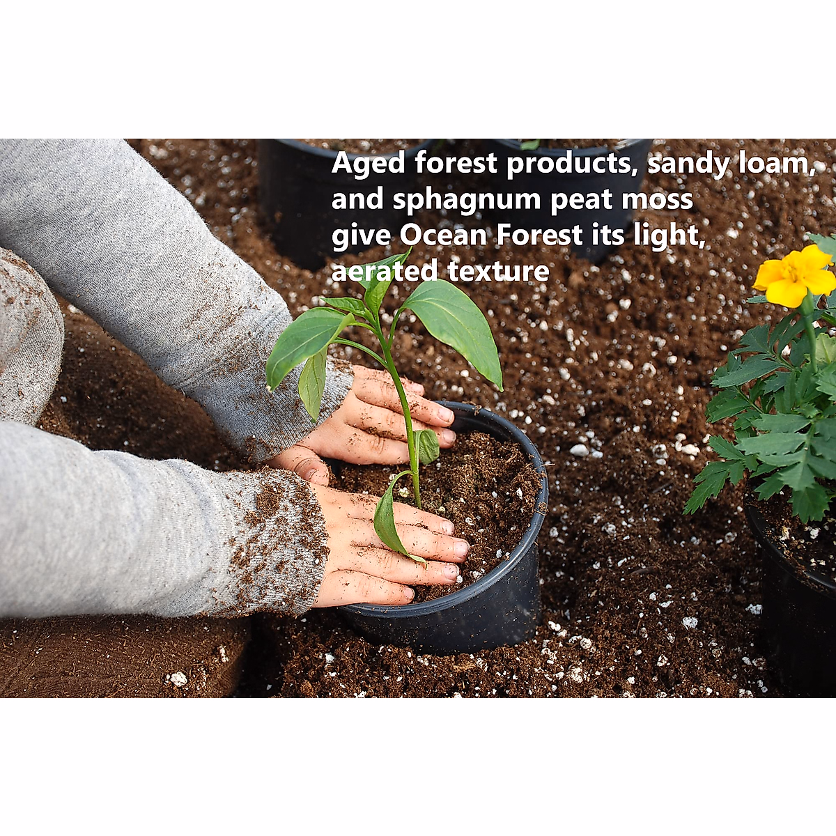 Ocean Forest Potting Soil Mix Indoor Outdoor for Garden and Plants | Plant Fertilizer | 12 Quarts (4 Pack) | The Hydroponic City Stake