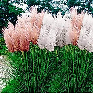 Outsidepride Perennial Cortaderia Selloana Tall Pampas Grass Plant Mix - 1000 Seeds