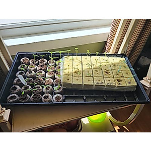Garden Rockwool Grow Cubes Starter Plugs,for Soilless Culture, Seed Starter, Ideal Hydroponic Grow Media (1.5in-49pcs)
