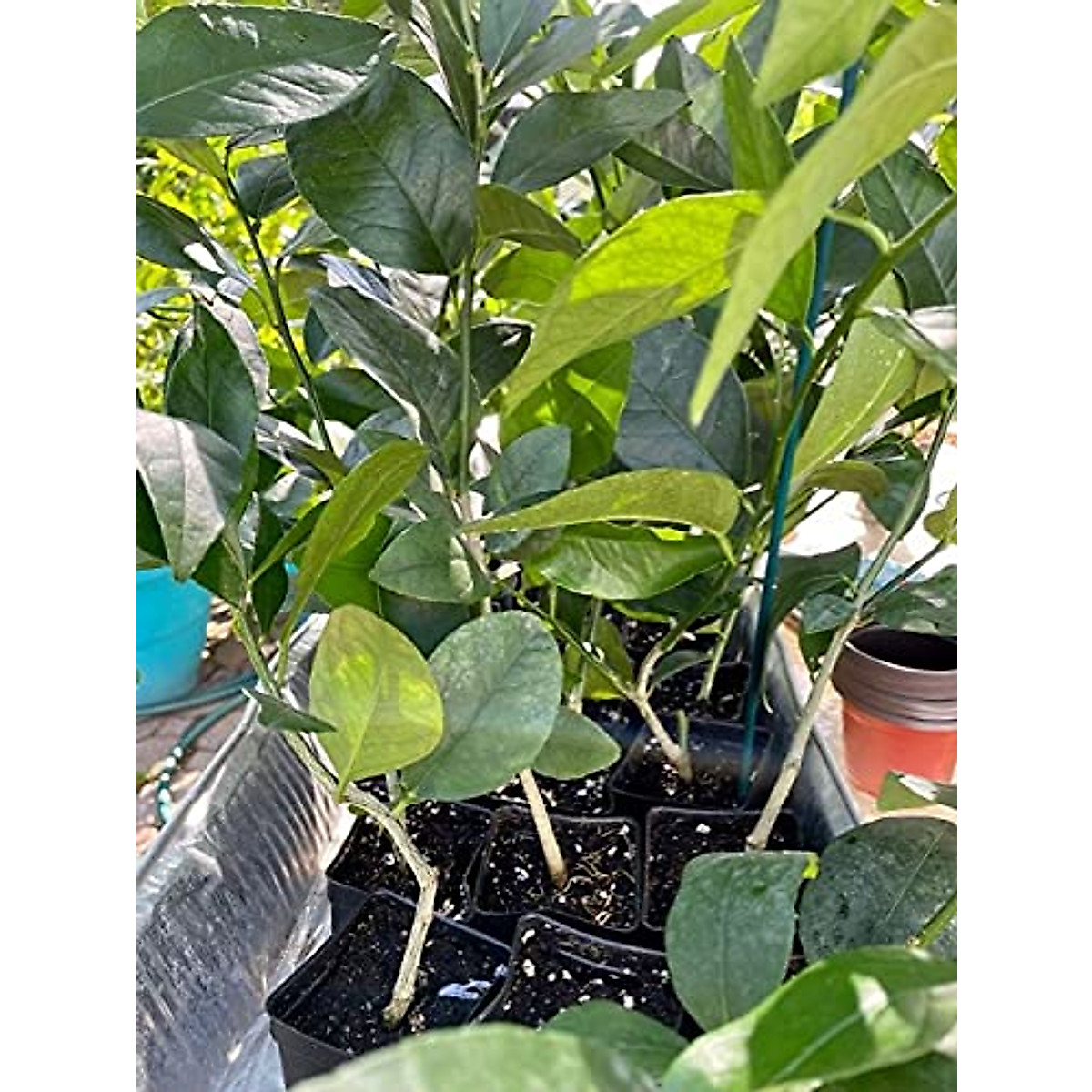 Sapodilla Gardens Persian Lime (Citrus aurantifolia Hybrid) _Tree - Fruit-Plant-No Shipping to CA, AZ, TX, LA, MS, AL, GA, FL, SC