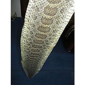 Rattlesnake Skin Prairie Rattler Hide Dry Tanned Bow Wrap Pen Blanks 44"