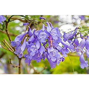 MOCCUROD 20Pcs Purple Jacaranda Mimosifolia Tree Seeds Trumpet Shaped Flower Seeds