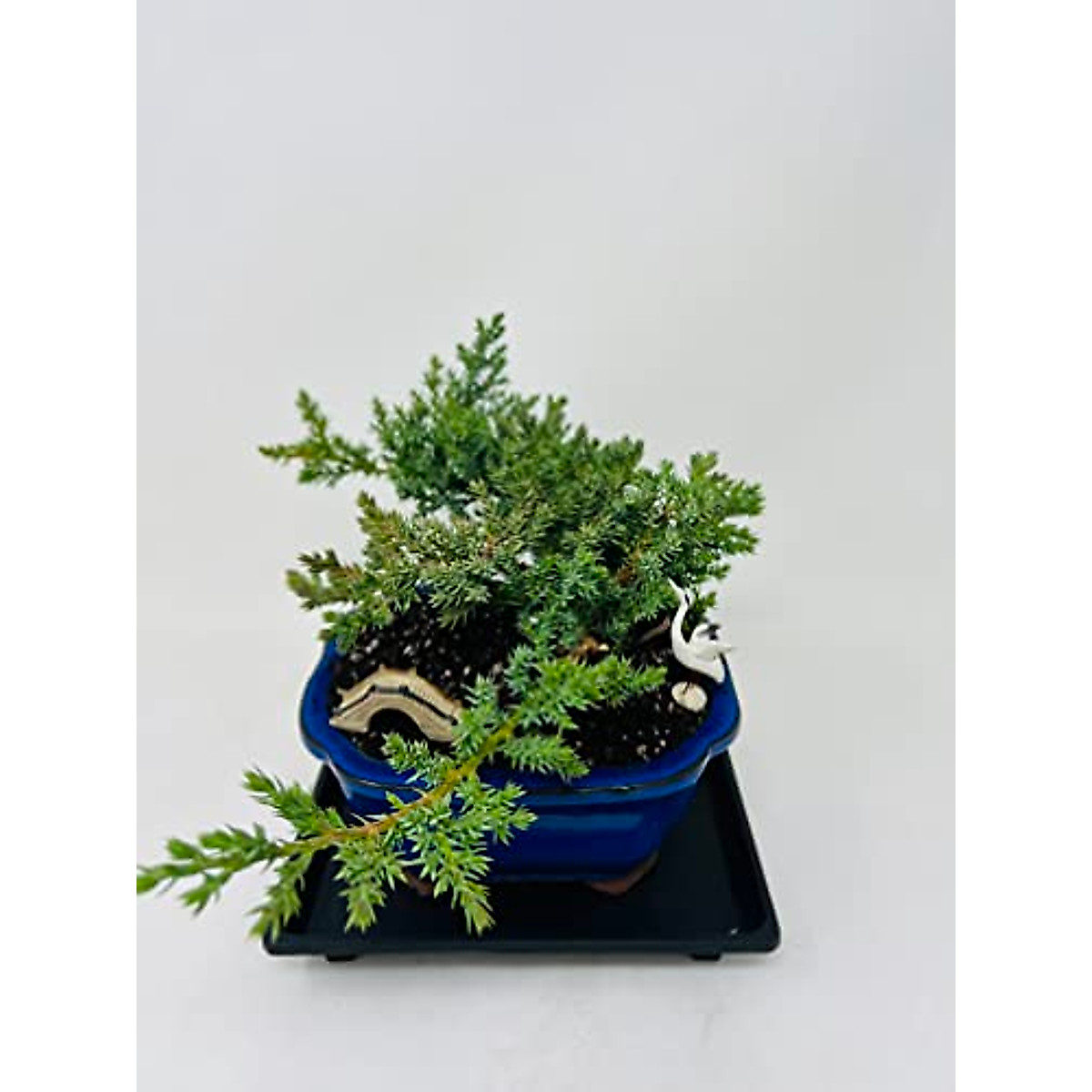 Juniper Bonsai Tree with Blue Squared Vase Includes Figurines and Tray