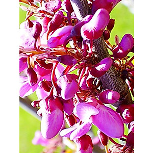 Eastern Redbud Tree Sakura Bonsai American Redbud Cercis Canadensis 15 Seeds Garden Seeds for Planting