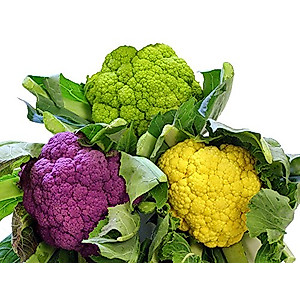 Please Read! This is A Mix!!! 50+ Cauliflower Mix Seeds Heirloom Non-GMO 4 Varieties Purple Green Yellow Delicious from USA