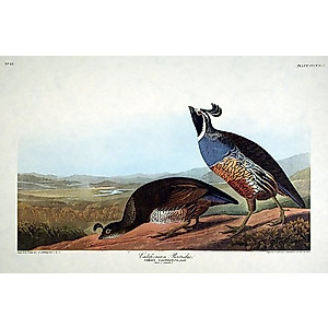 Californian Partridge. From"The Birds of America" (Amsterdam Edition)