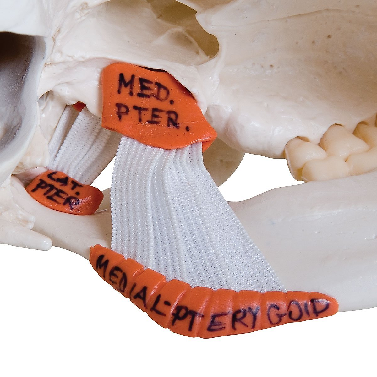 3B Scientific A24 Functional Skull wt Masticator Muscles 2-part - 3B Smart Anatomy