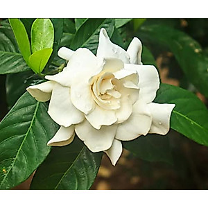 200+ Gardenia Seeds(Cape Jasmine) for Home Garden Planting